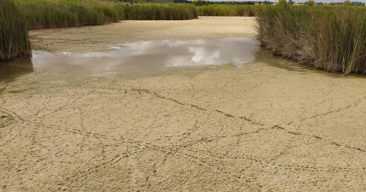 El verano más seco de los últimos 30 años | Ayuntamiento Daimiel